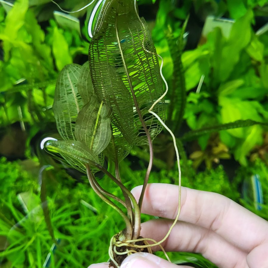 Bulb/Knolplanten Archieven